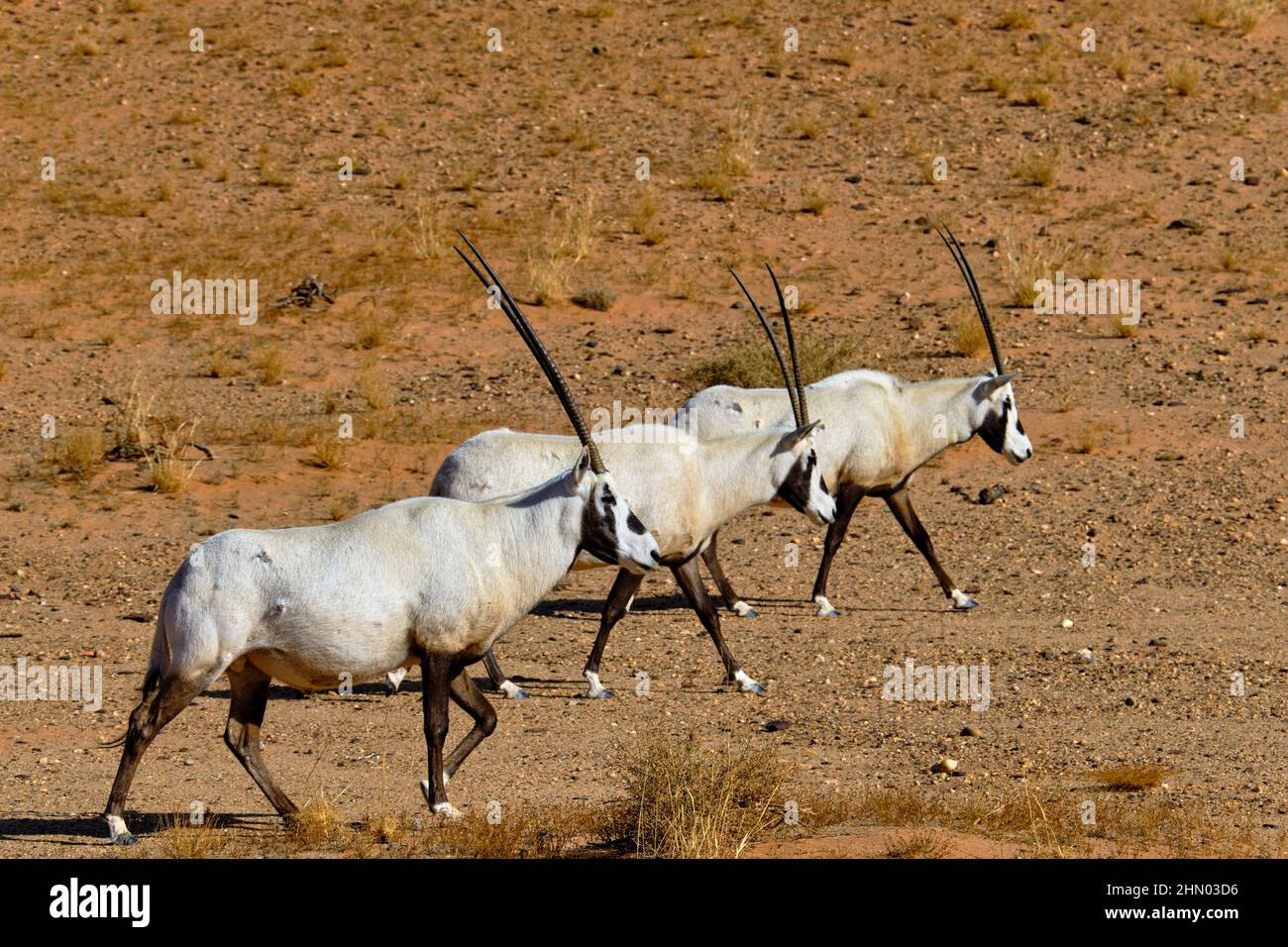 Saudi Arabia, Al Madinah Region, AlUla or Al Ula, Sharaan Nature ...