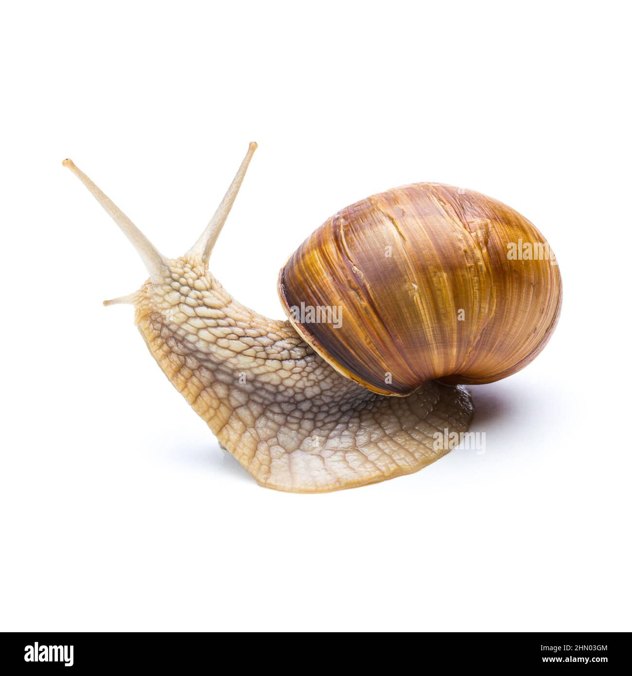 snail looks back Stock Photo - Alamy