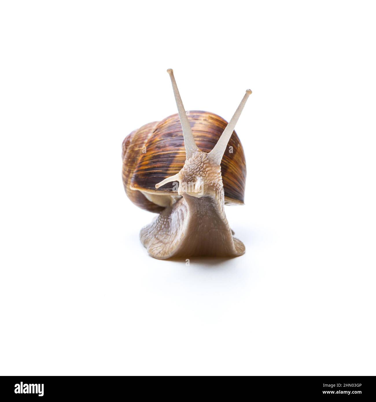 sweet snail looks interested Stock Photo - Alamy