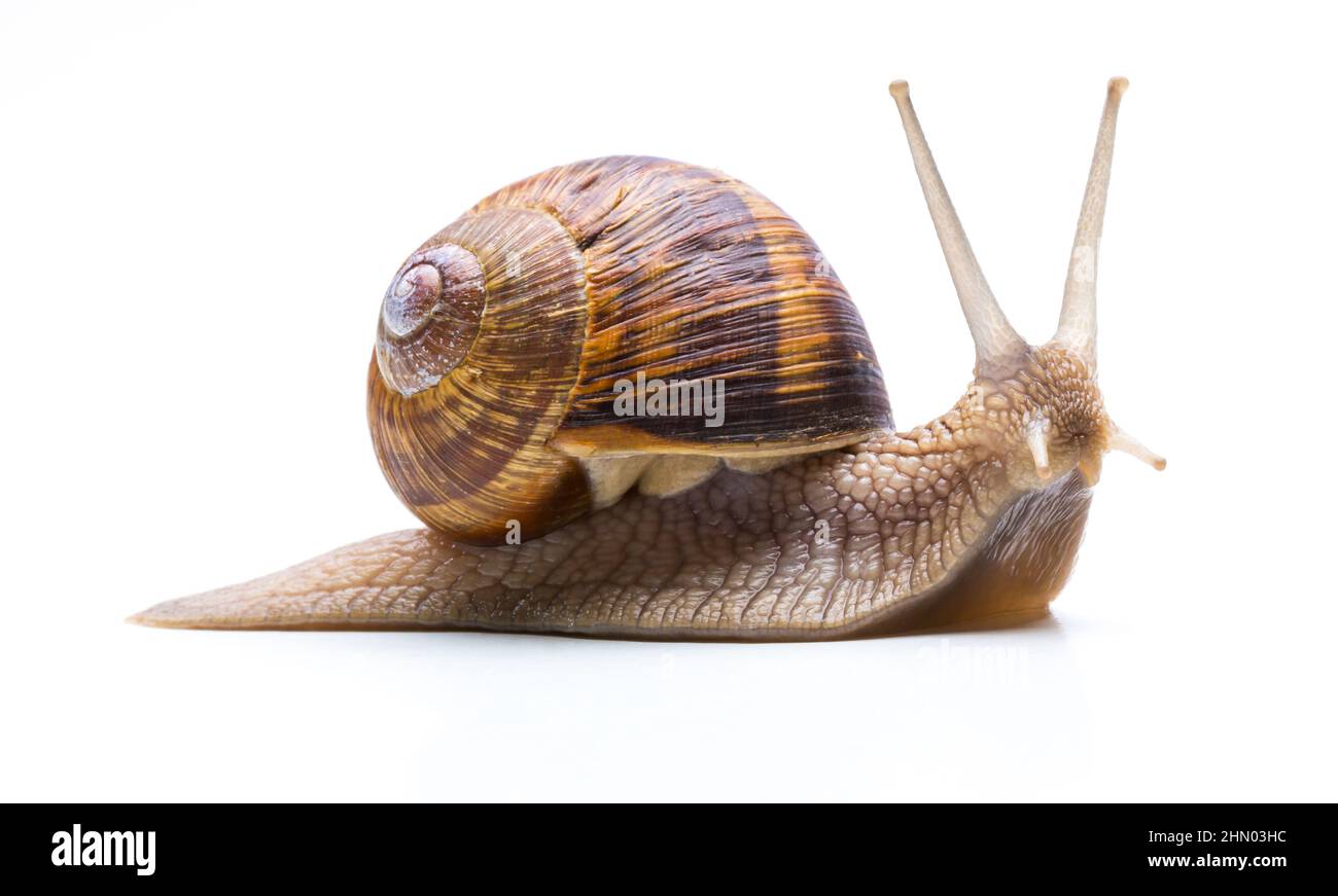 Snail with shell Stock Photo - Alamy