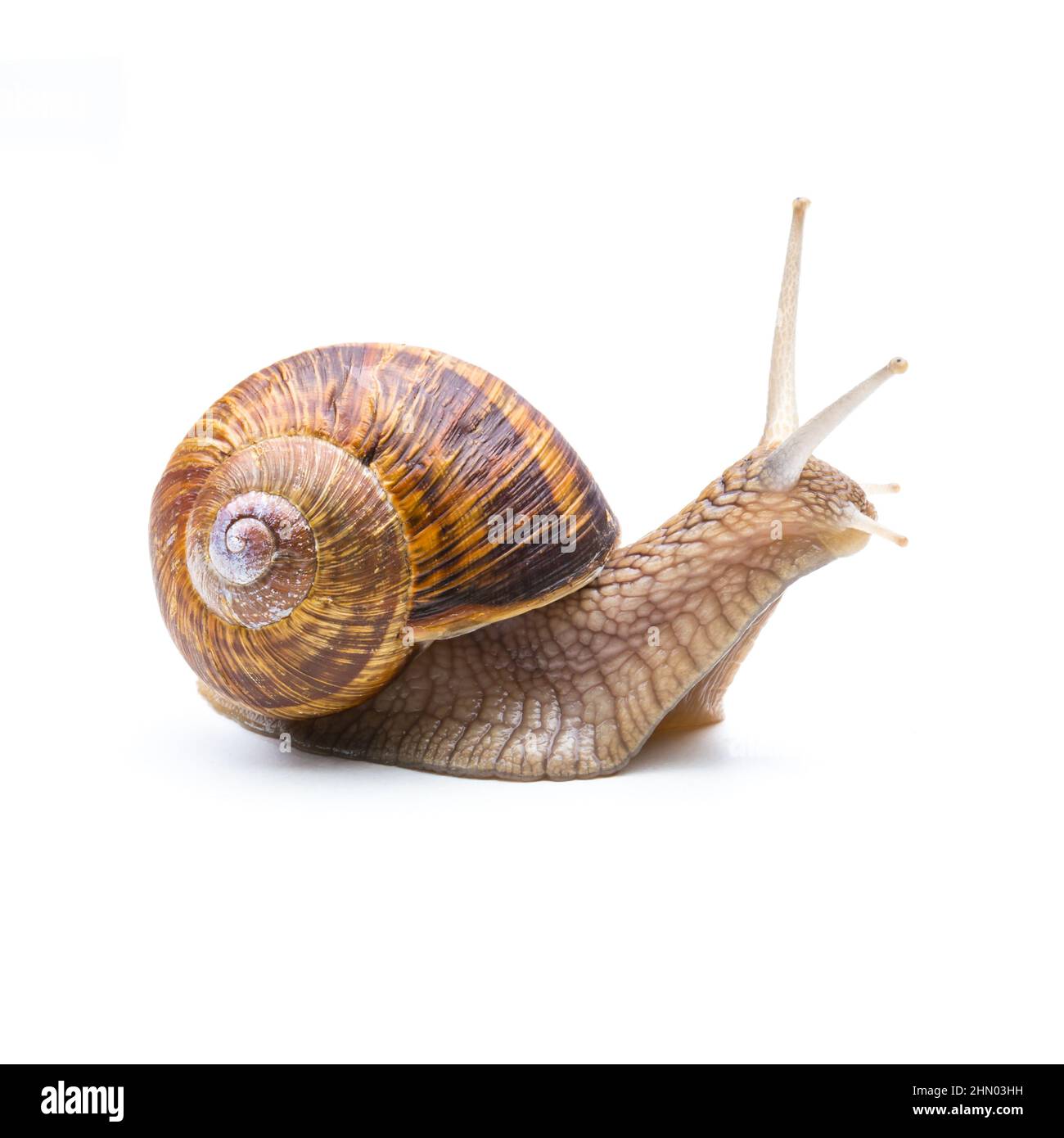 Land snail isolated hi-res stock photography and images - Alamy
