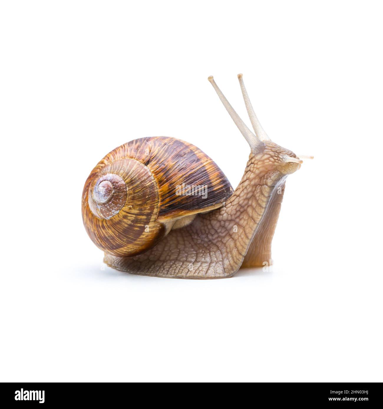 The curious garden Cut Out Stock Images & Pictures - Alamy