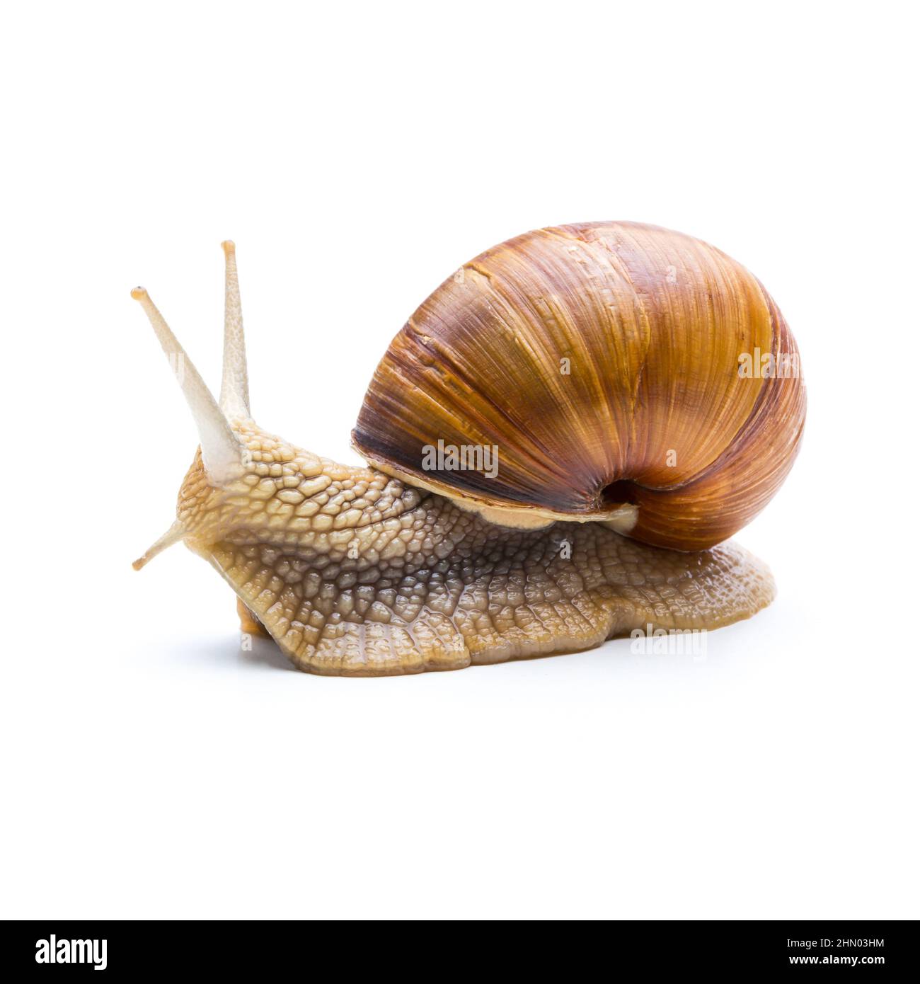 snail looks back Stock Photo - Alamy