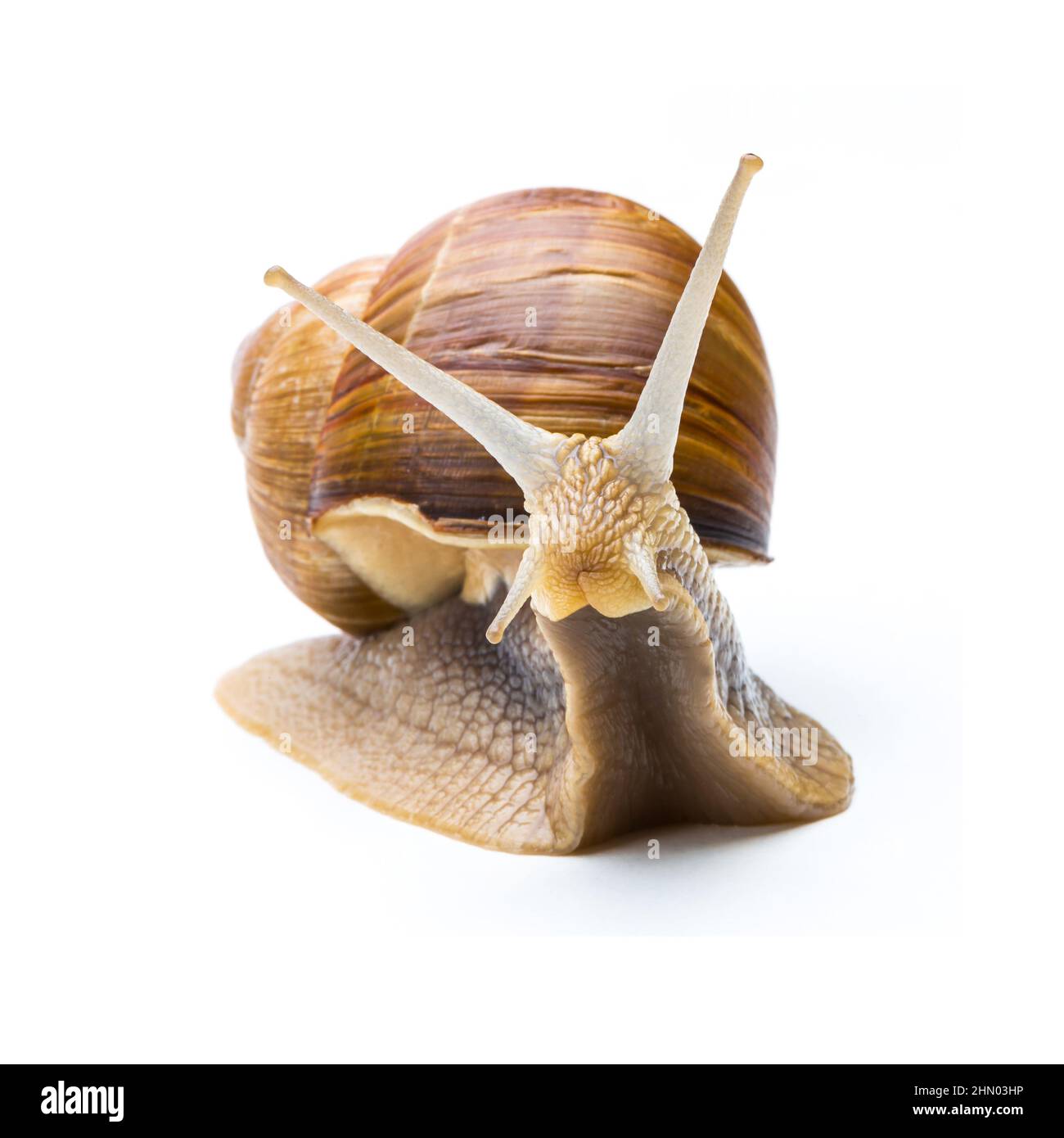 Big garden snail (Helix aspersa Stock Photo - Alamy
