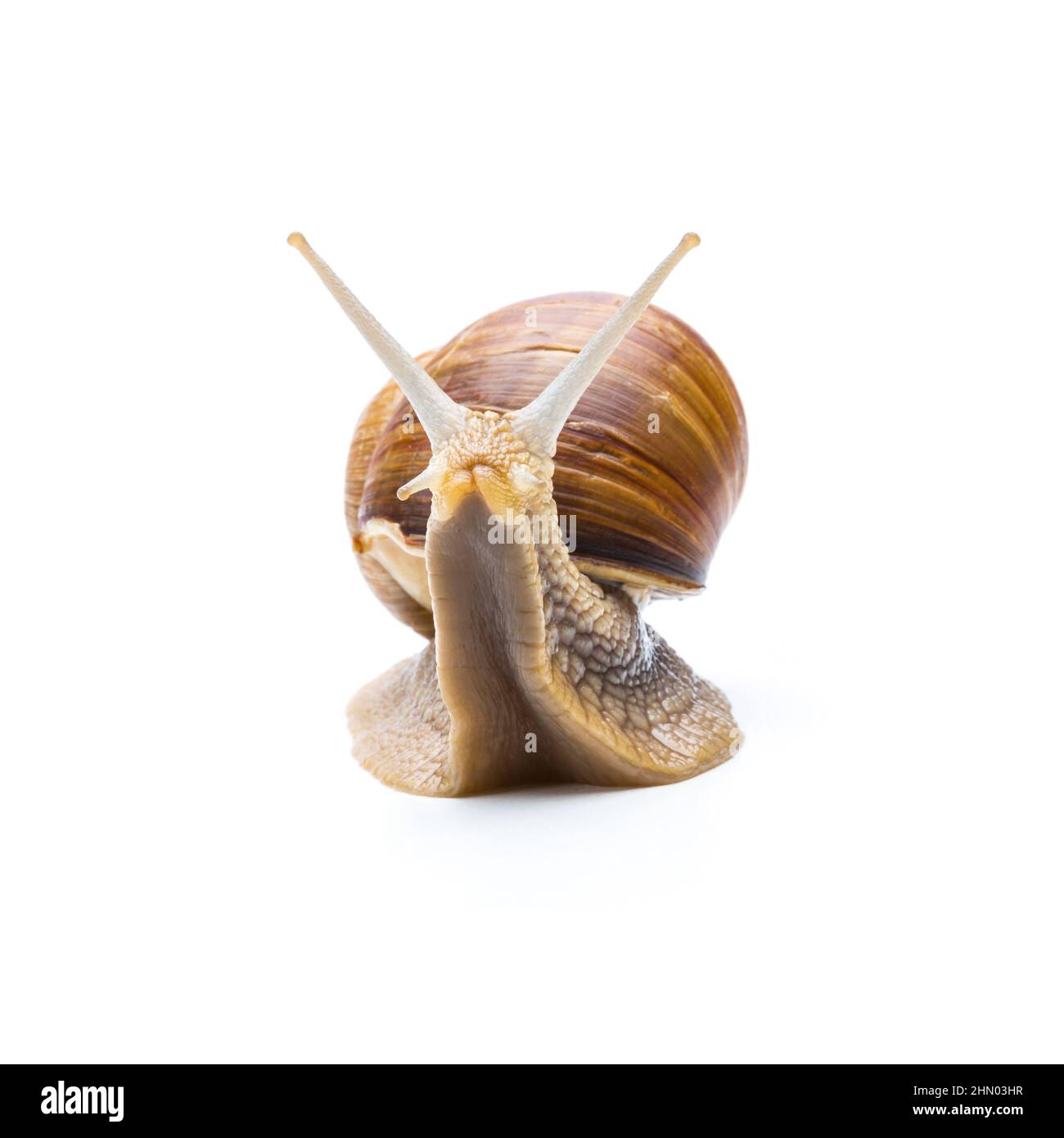 roman snail on white Stock Photo - Alamy