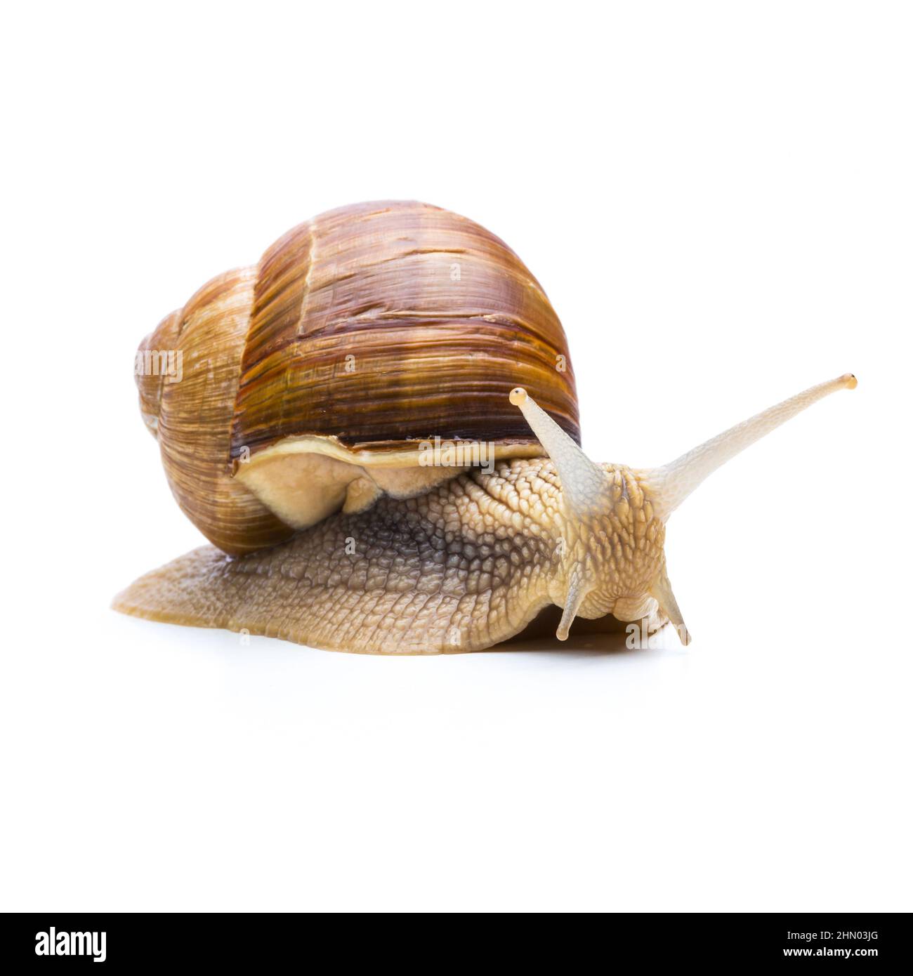 Brown garden snail hi-res stock photography and images - Alamy