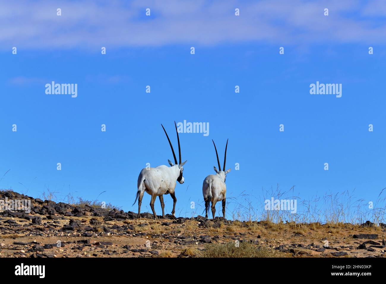 Saudi Arabia, Al Madinah Region, AlUla or Al Ula, Sharaan Nature ...