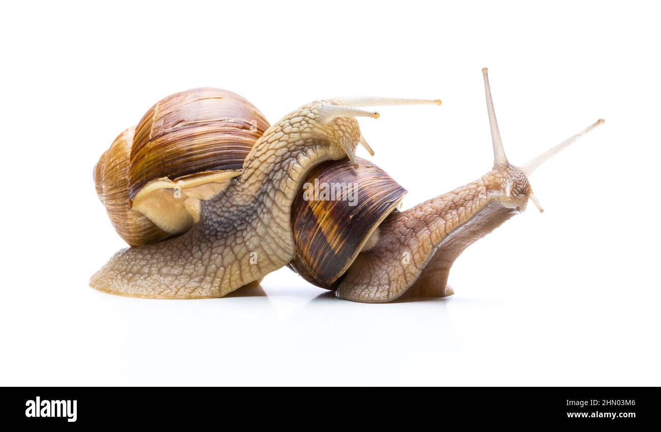 Cooperation snails hi-res stock photography and images - Alamy