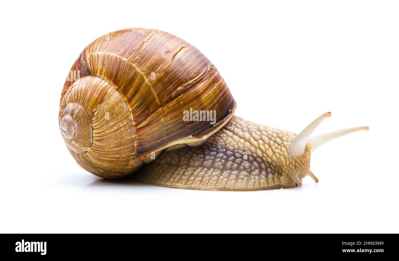 Scared snail hi-res stock photography and images - Alamy