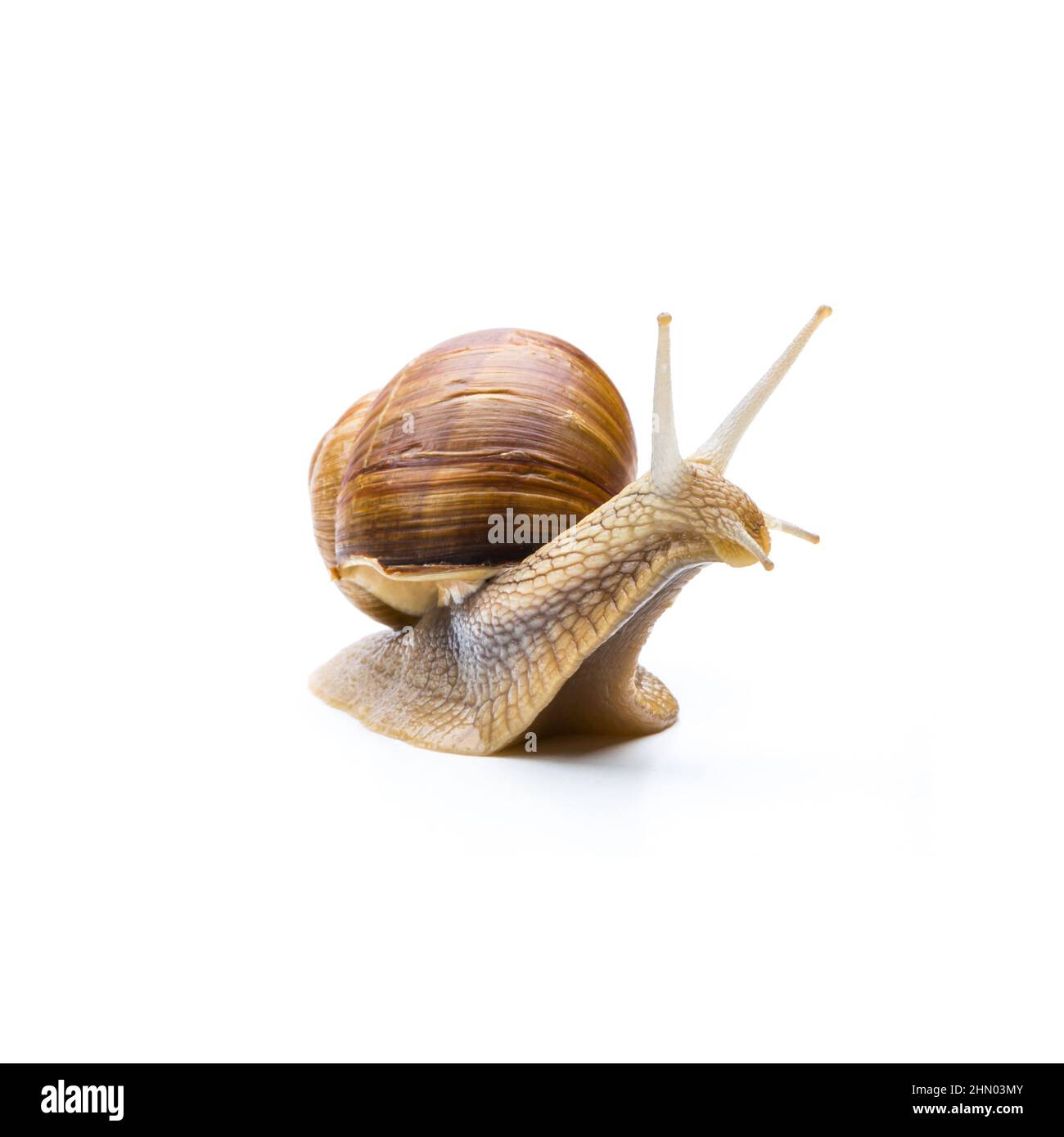 Snail with house Stock Photo - Alamy