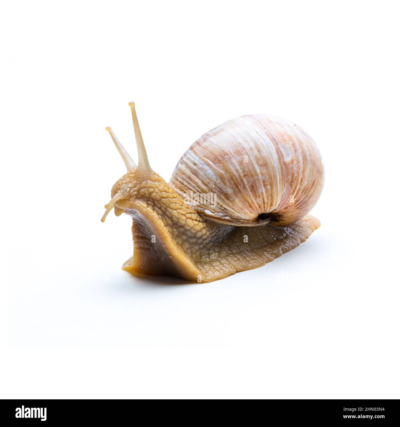 Old snail shell Cut Out Stock Images & Pictures - Alamy