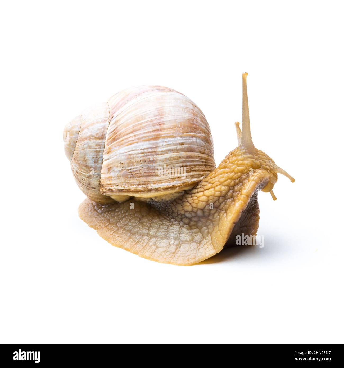snail on white Stock Photo - Alamy