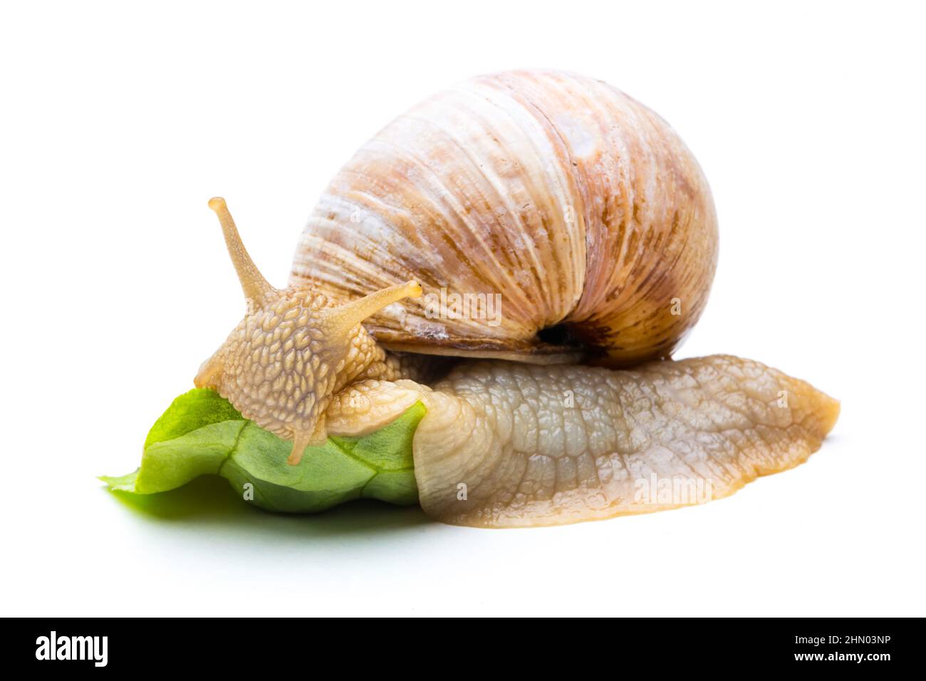 Eating snail hi-res stock photography and images - Alamy