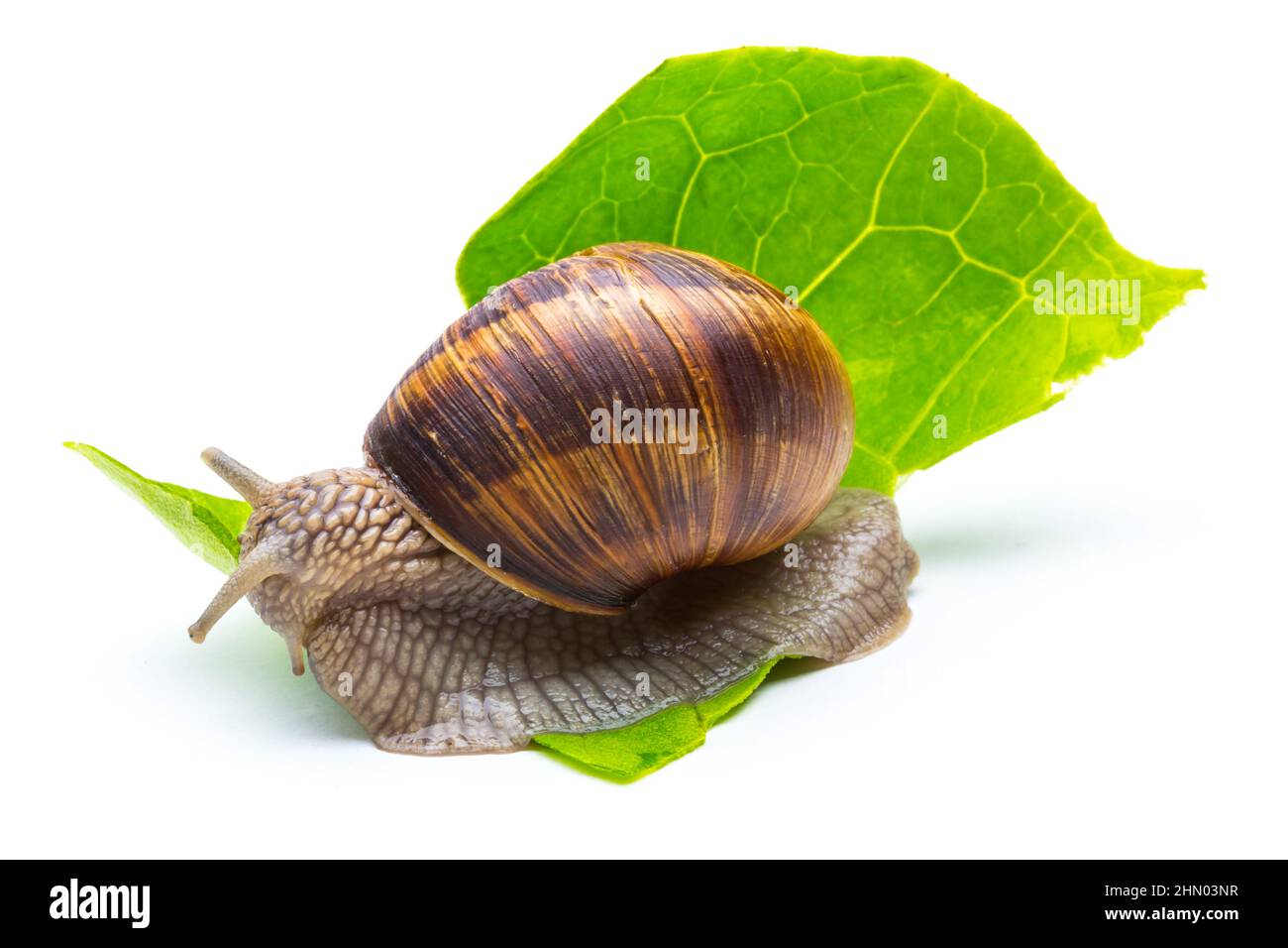 snail eats a lettuce leaf Stock Photo - Alamy