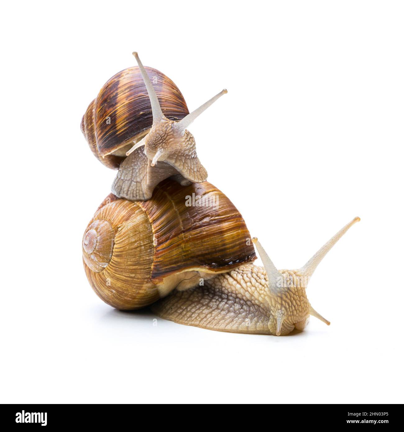 Cooperation snails hi-res stock photography and images - Alamy