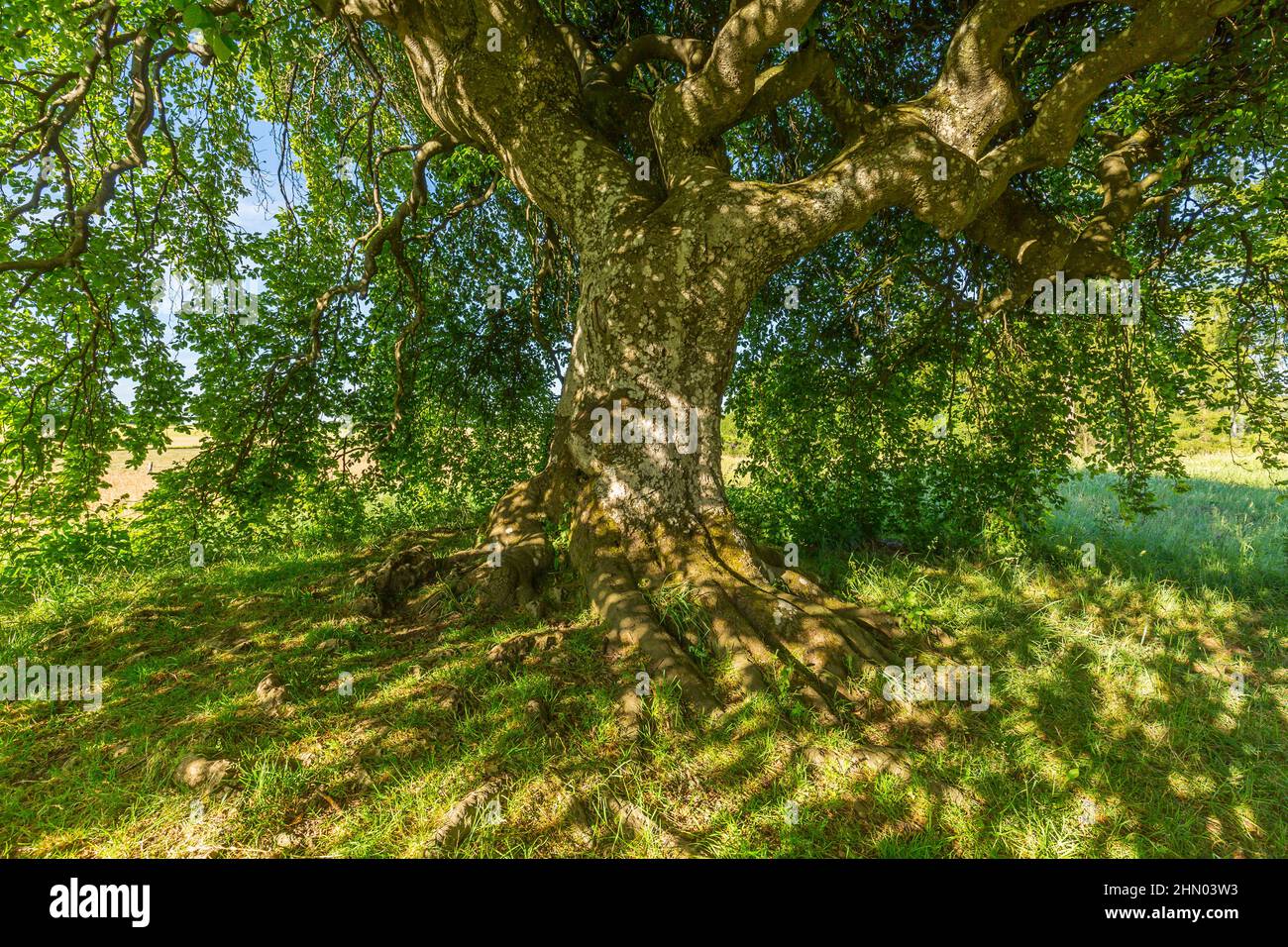 shadow under a old Dwarf Beech Stock Photo - Alamy