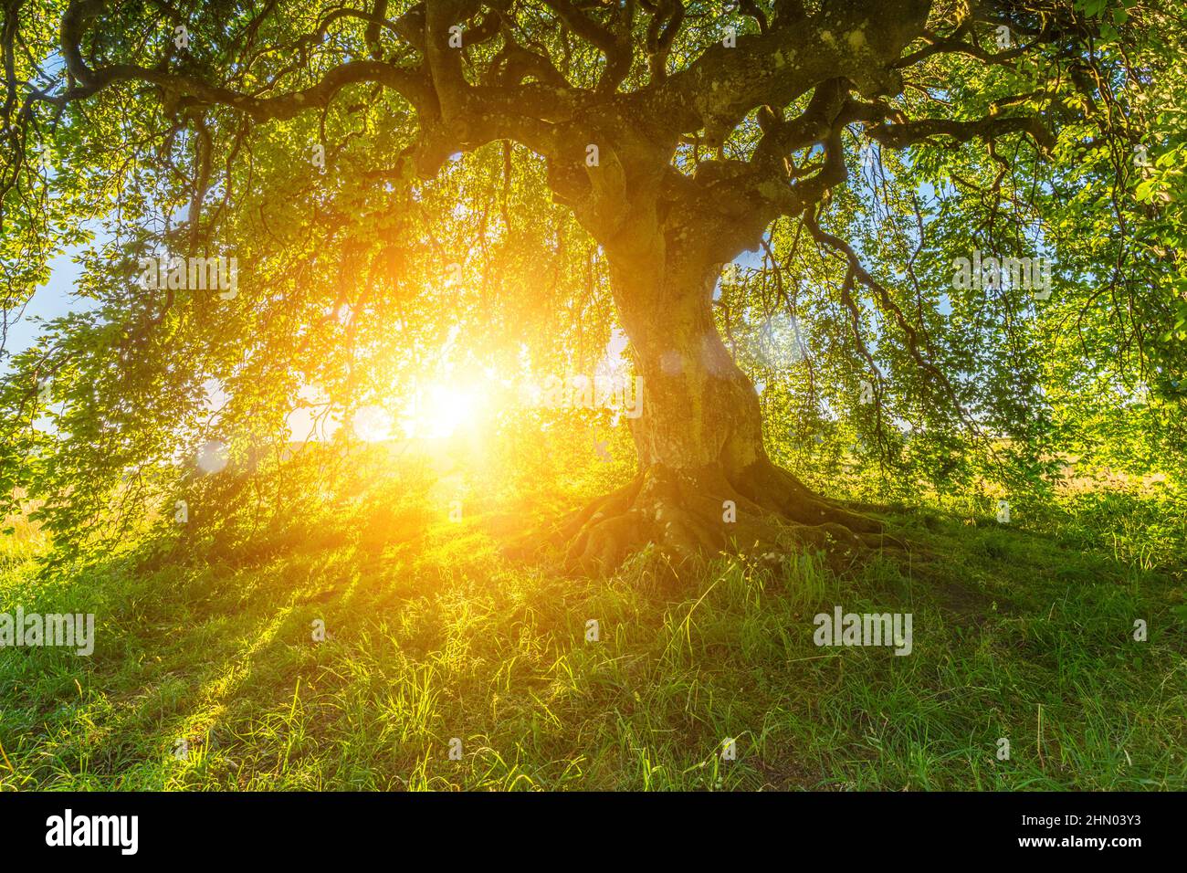 Sun shines through the old Dwarf Beech Stock Photo - Alamy