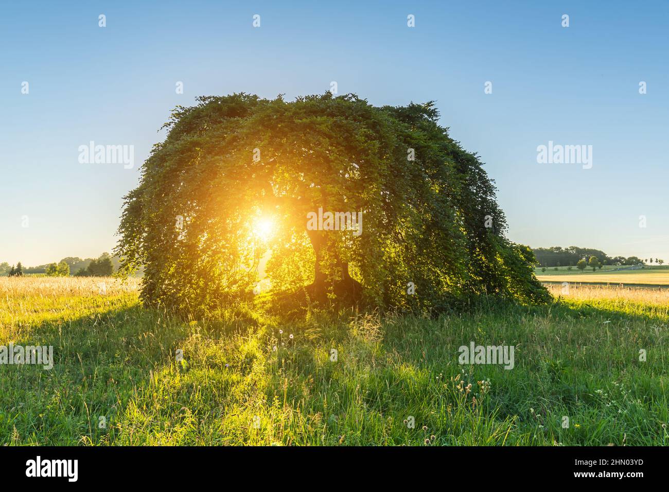 Dwarf beech tree hi-res stock photography and images - Alamy