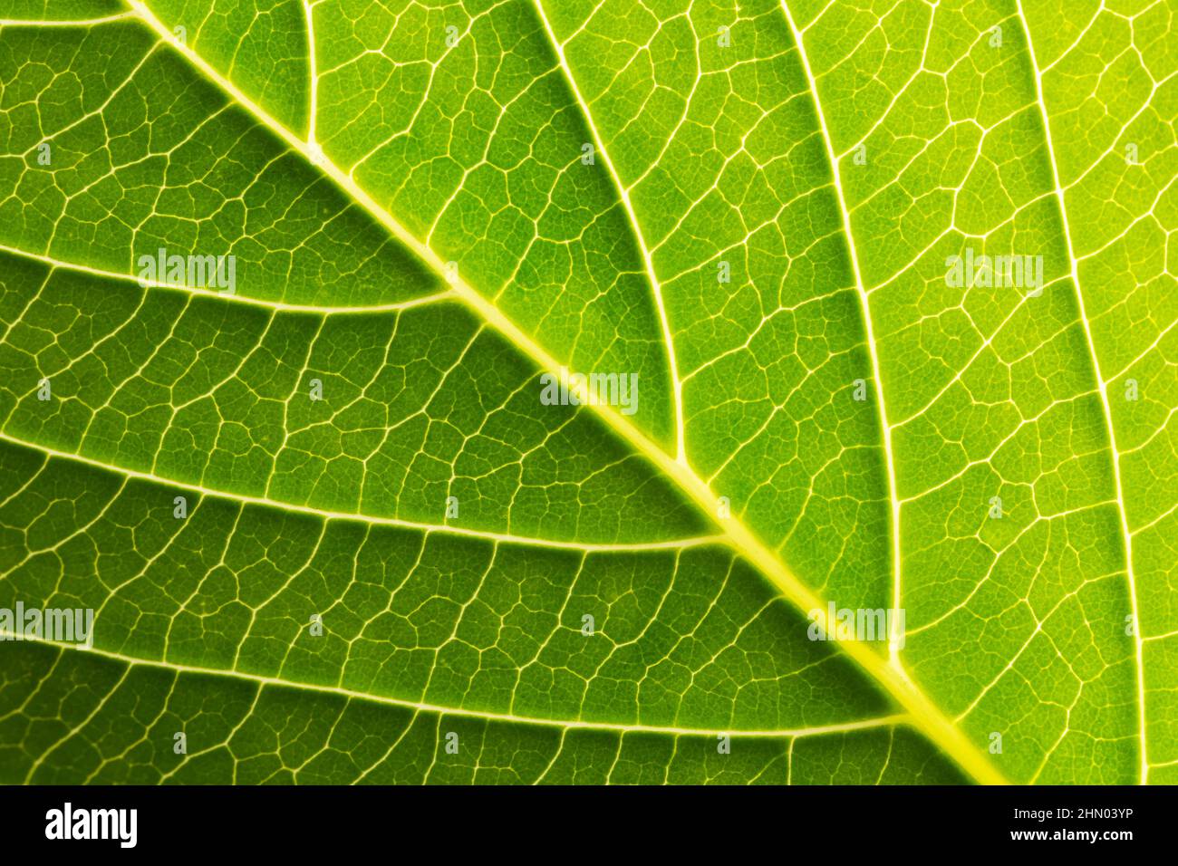 leaf background texture Stock Photo - Alamy