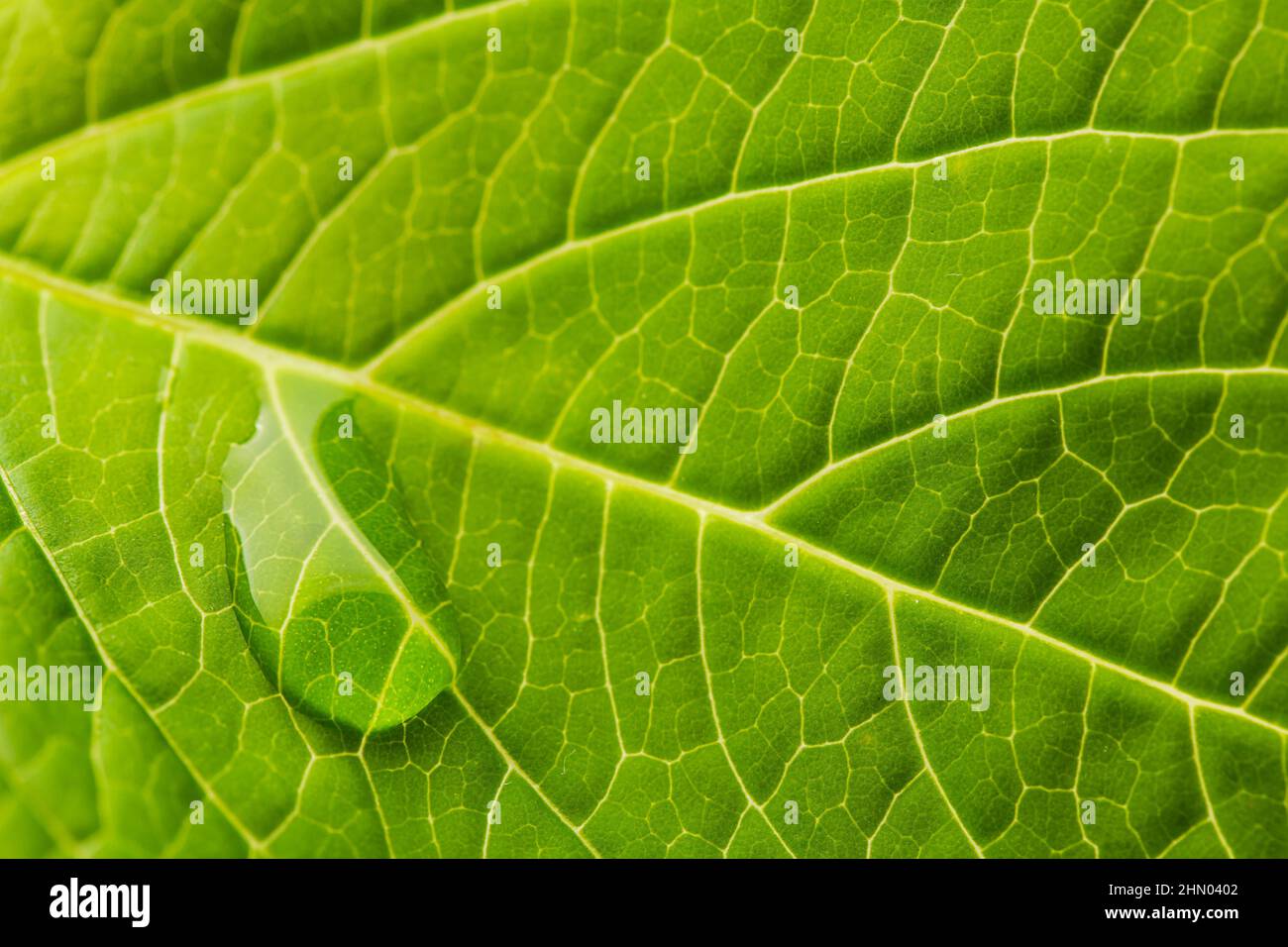 Water droplets running down hi-res stock photography and images - Alamy