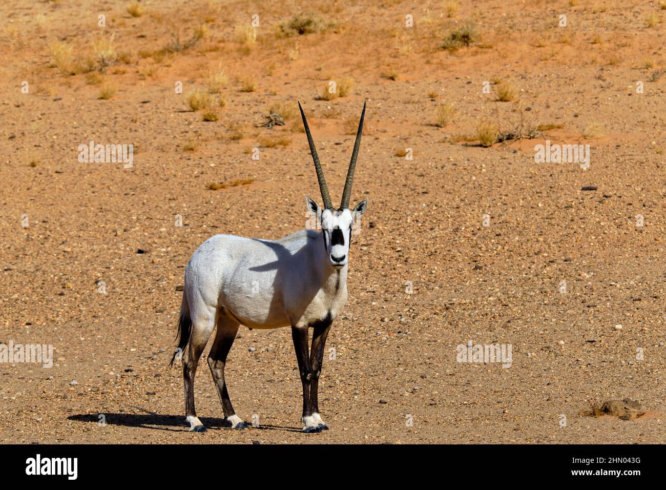 Saudi Arabia, Al Madinah Region, AlUla or Al Ula, Sharaan Nature ...