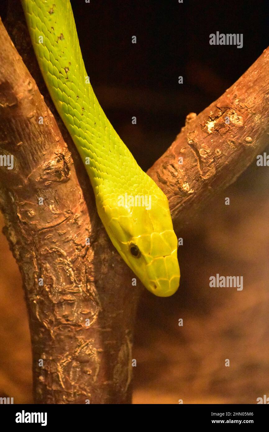 Deadly green mamba snake slithering down a tree Stock Photo - Alamy