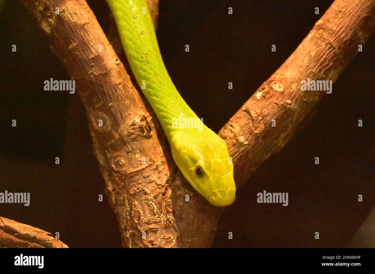 African green mamba tree snake in a tree Stock Photo - Alamy