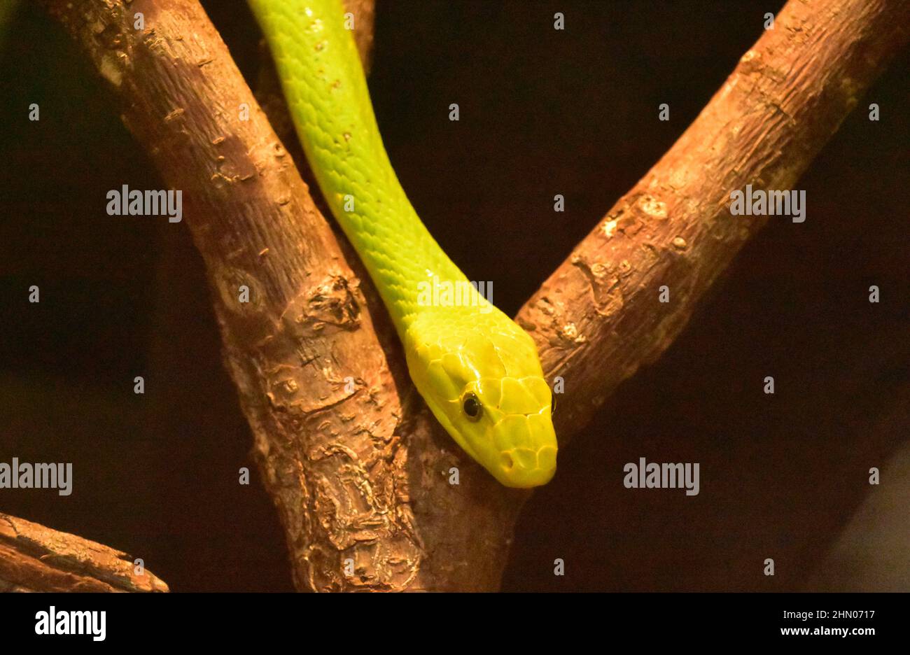 Close up look at a green mamba snake Stock Photo - Alamy
