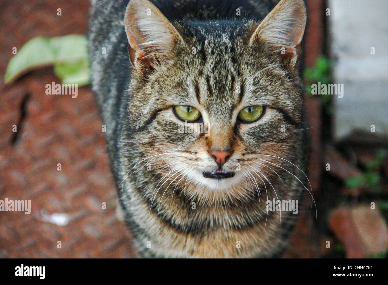 Cat with green eyes and intense look Stock Photo - Alamy