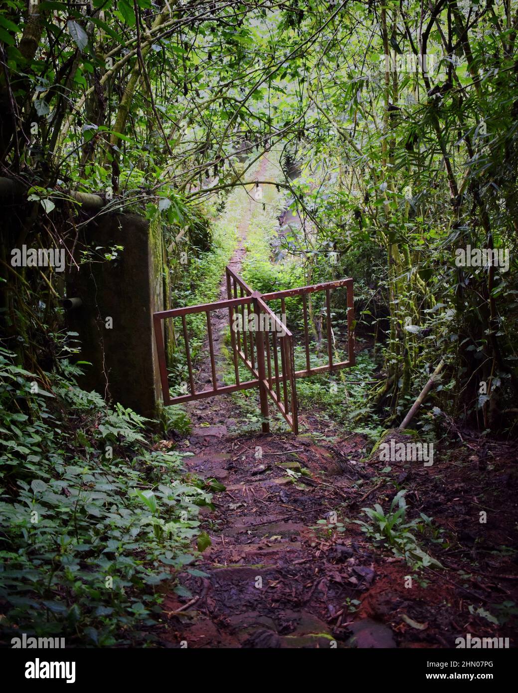 Mau Forest in the Rift Valley of Kenya Stock Photo - Alamy