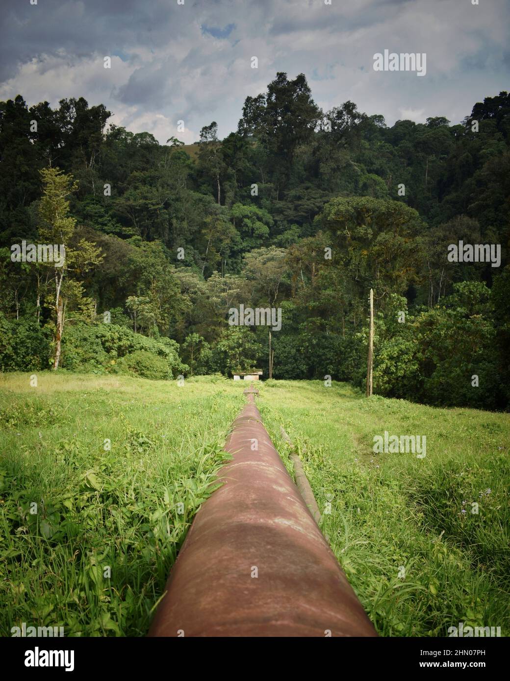 Mau Forest in the Rift Valley of Kenya Stock Photo - Alamy