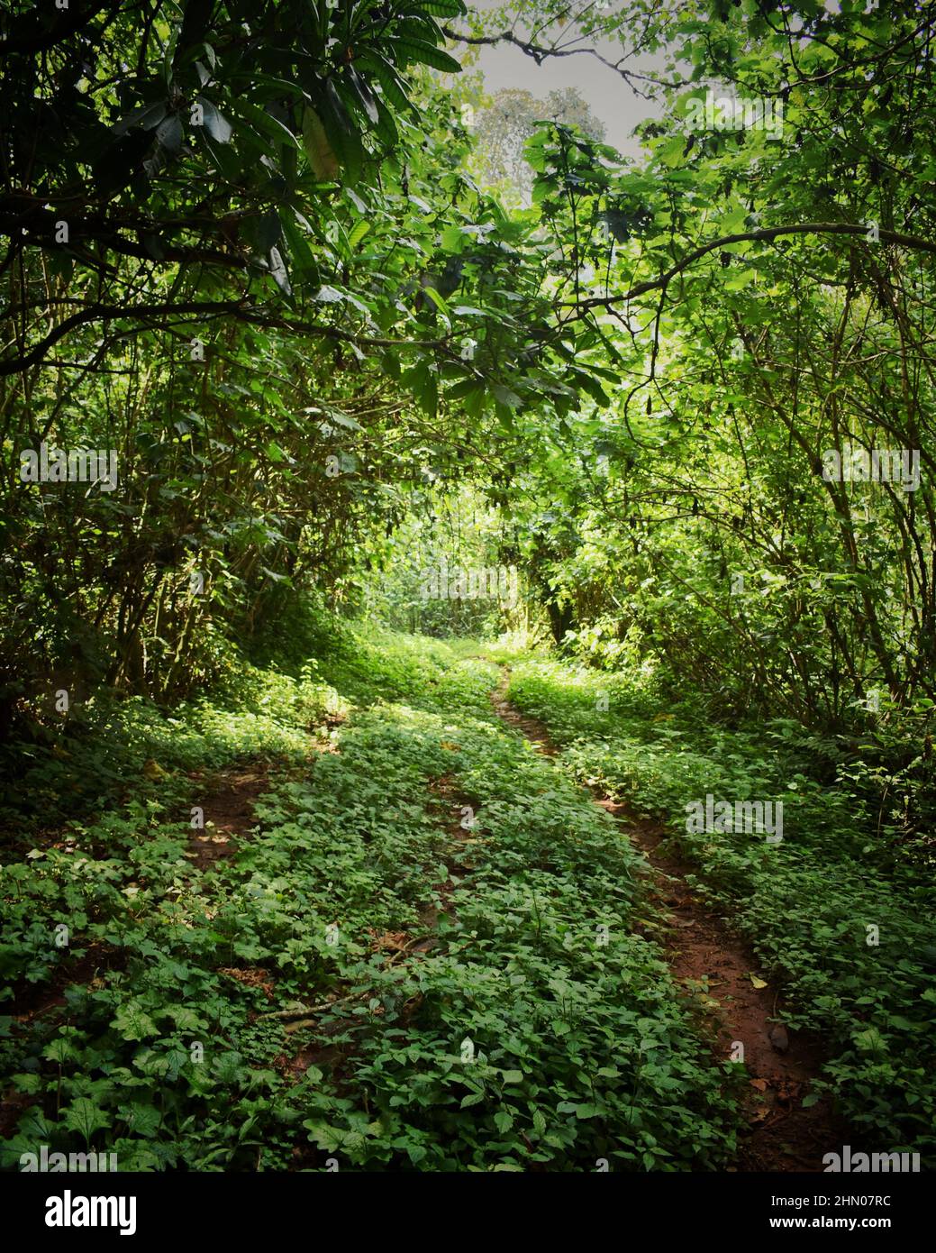 The Mau Forest in the Rift Valley of Kenya Stock Photo - Alamy