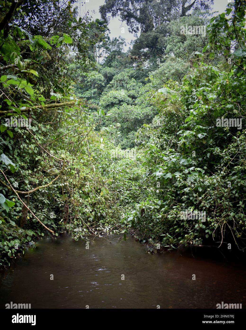 Mau Forest in the Rift Valley of Kenya Stock Photo - Alamy