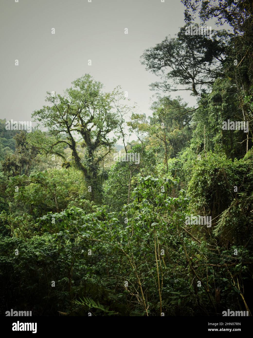 Mau Forest in the Rift Valley of Kenya Stock Photo - Alamy