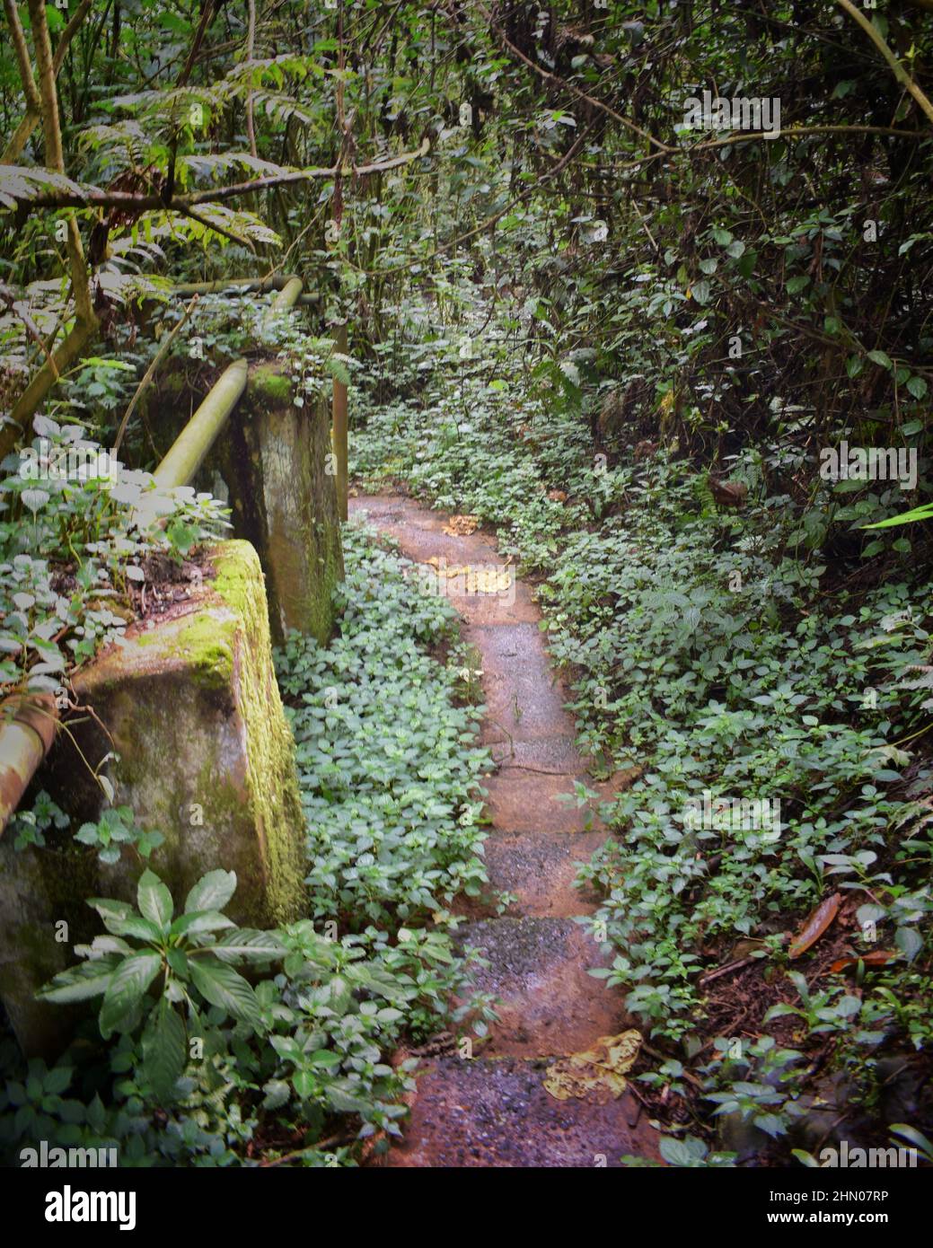 Mau Forest in the Rift Valley of Kenya Stock Photo - Alamy
