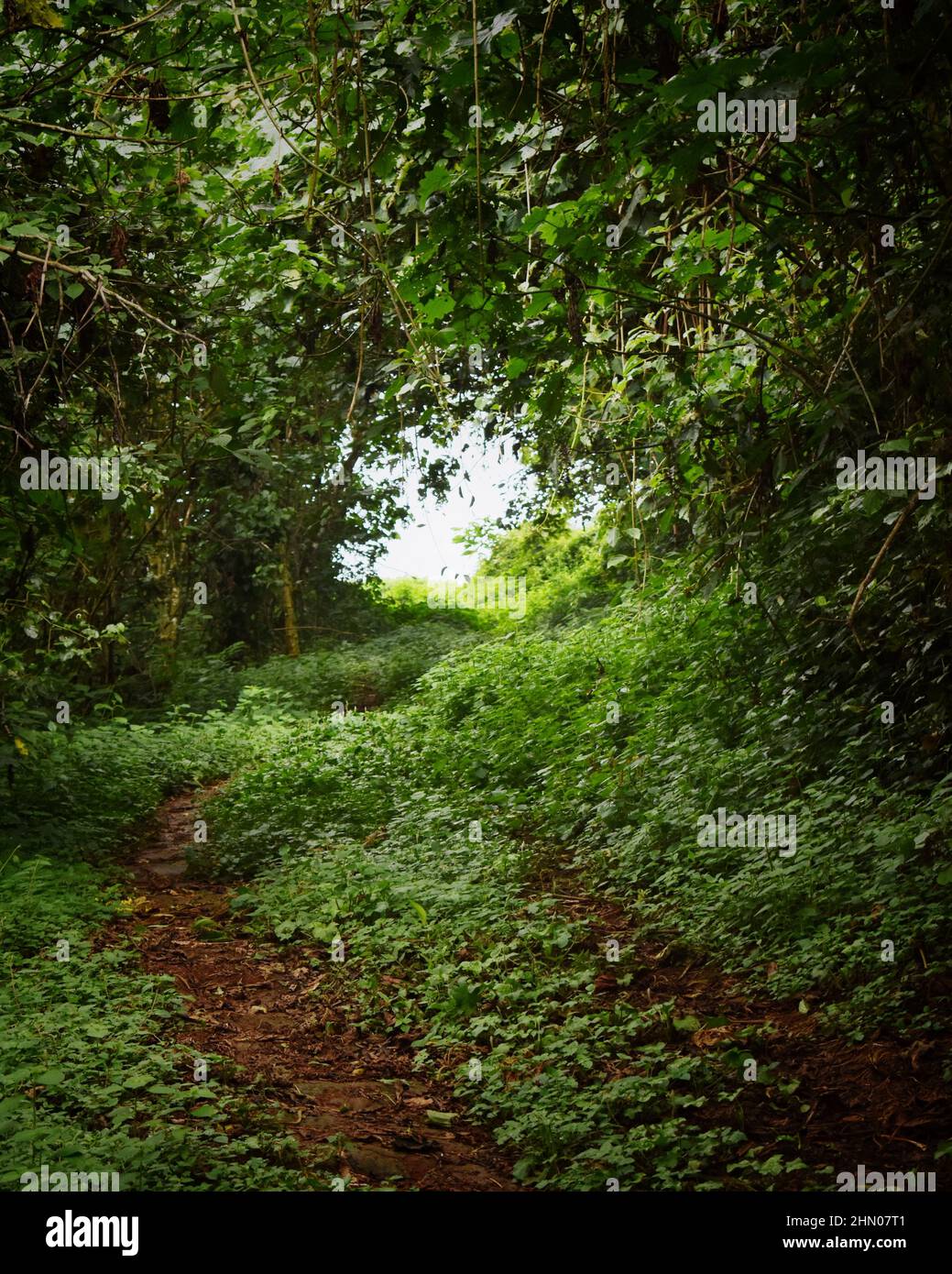 Mau Forest in the Rift Valley of Kenya Stock Photo - Alamy