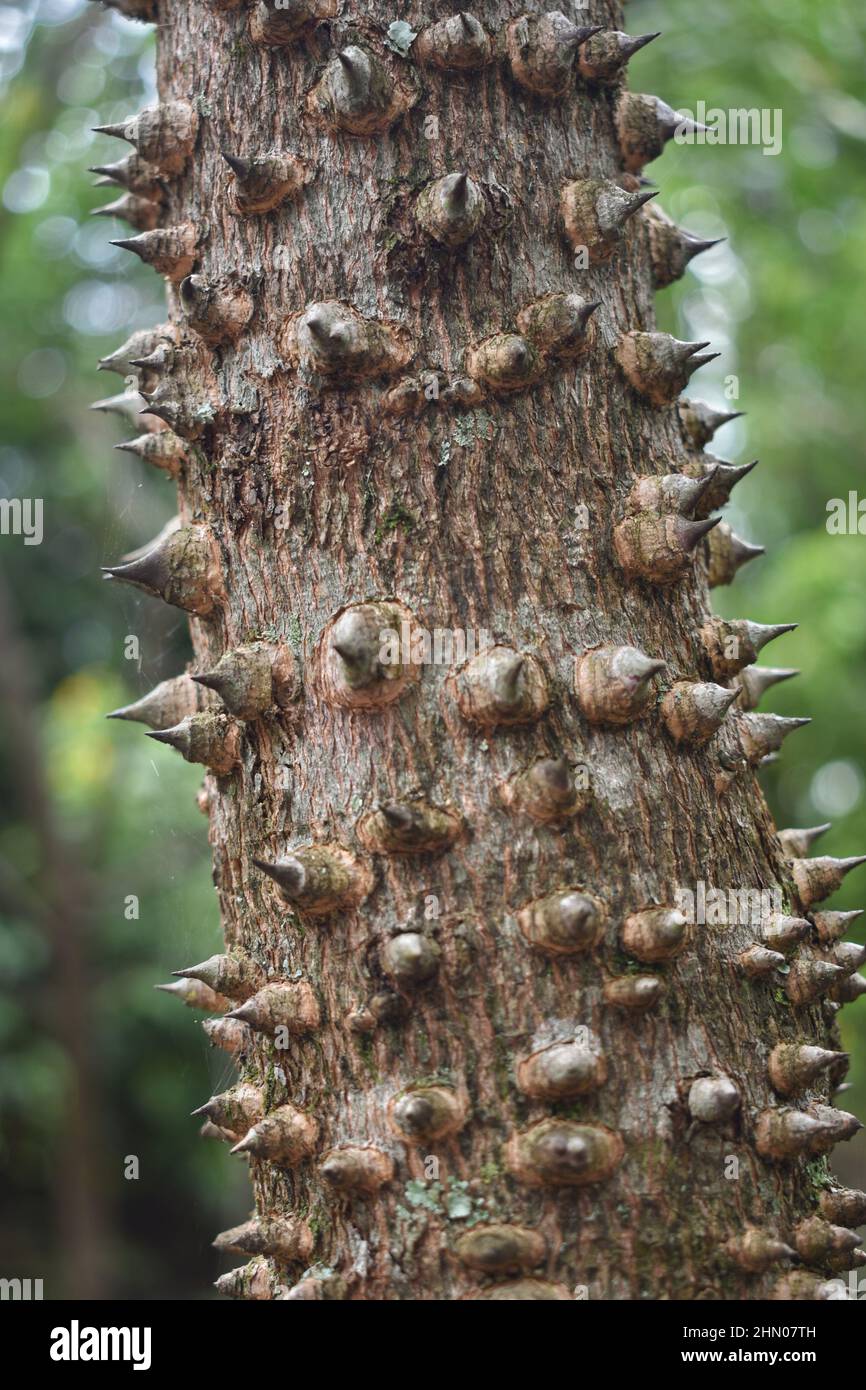 Vertical shot of a tree log covered with thorns on a blurry green ...