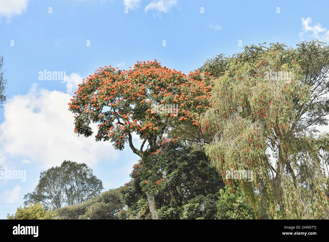 Scenic view of Nandi flame tree with red flowers against a blue cloudy ...