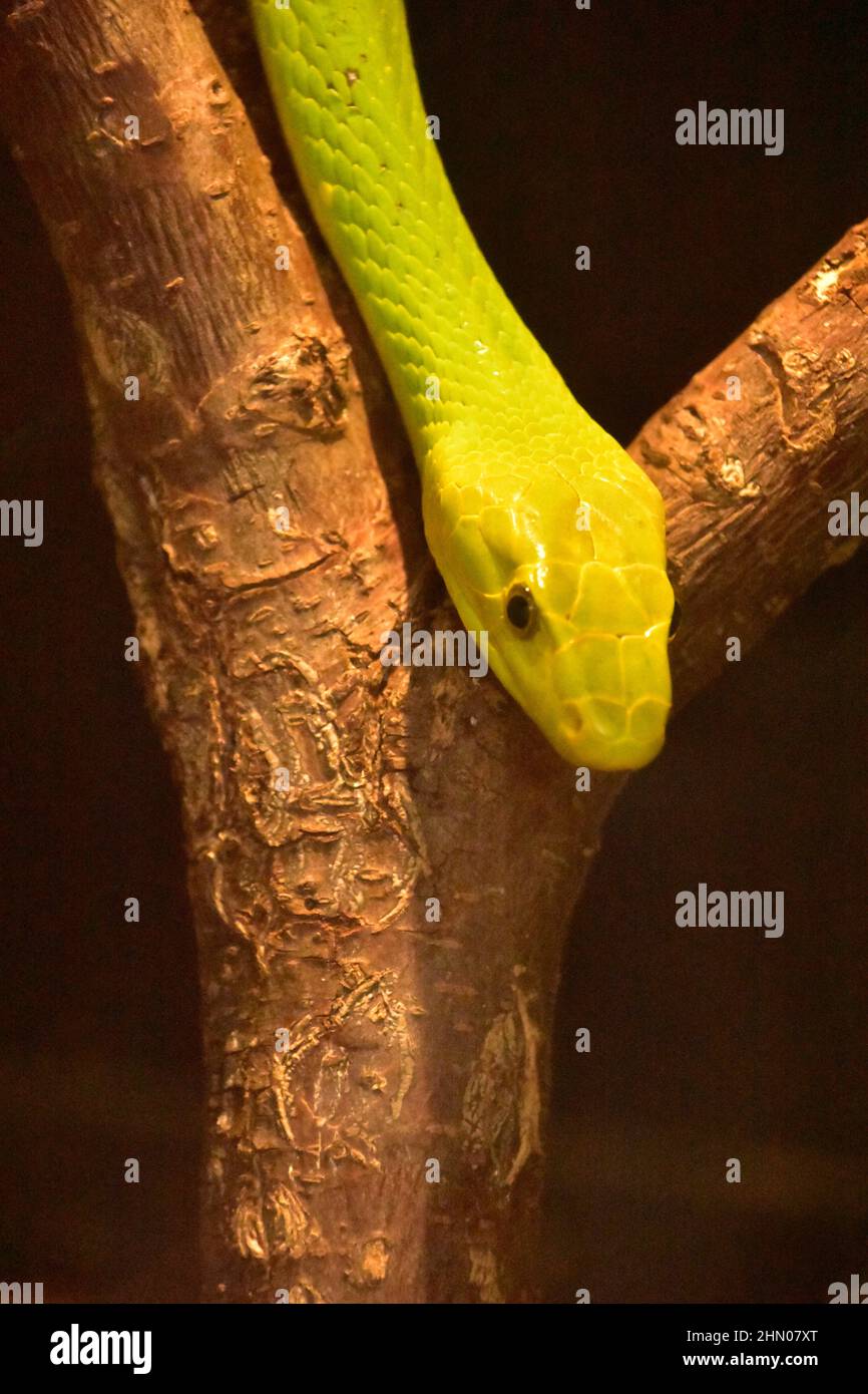 Up close and personal with a deadly green mamba snake Stock Photo - Alamy