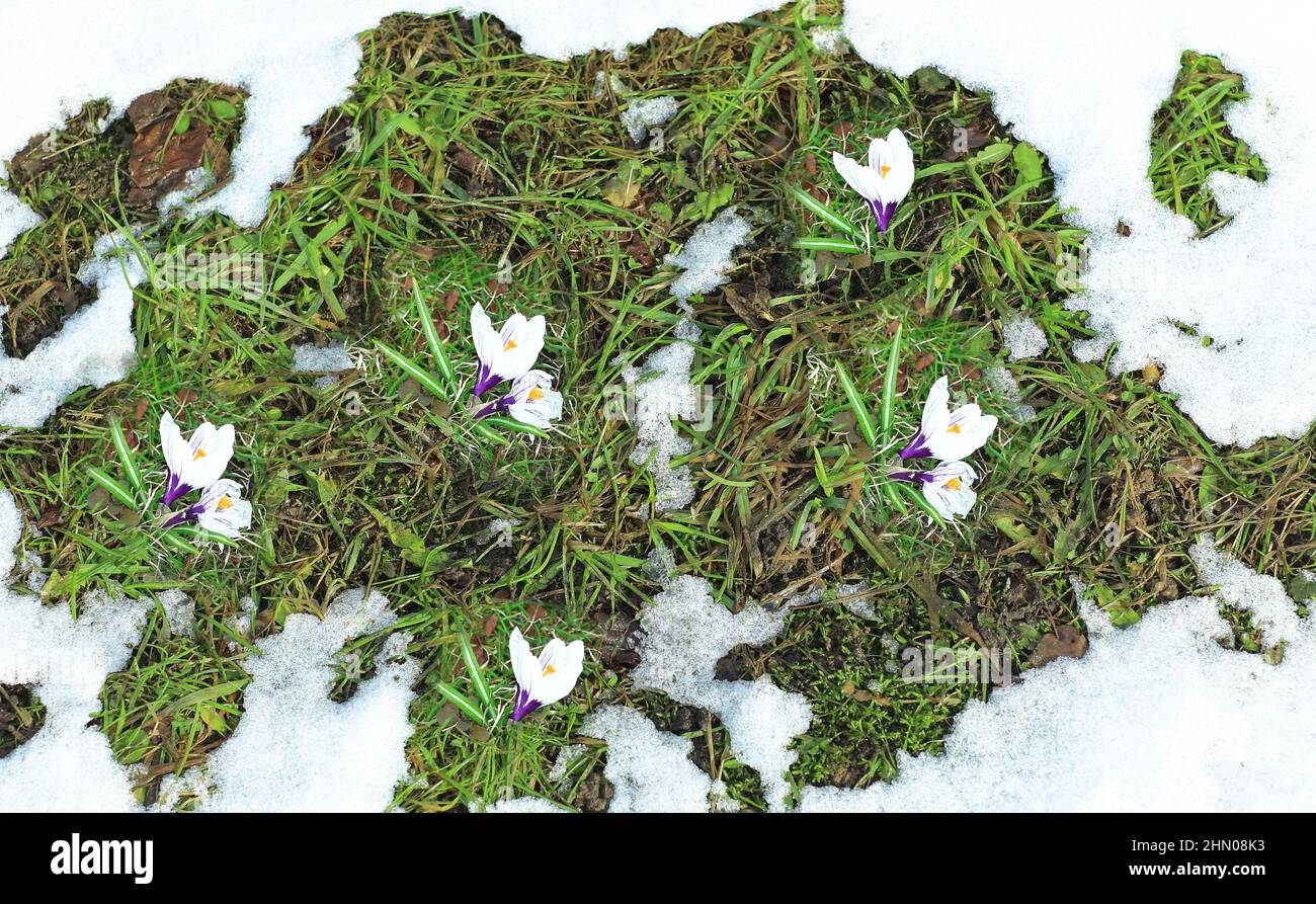 Bashful snow white hi-res stock photography and images - Alamy