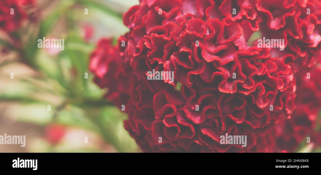 BANNER Real beauty nature background. Celosia argentea cristata ...