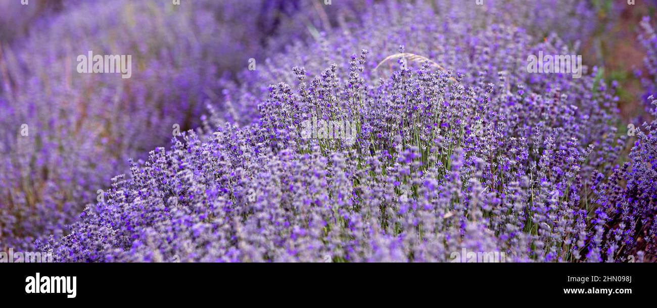Flower Lavender Field rows in the summer, sun light, banner background ...