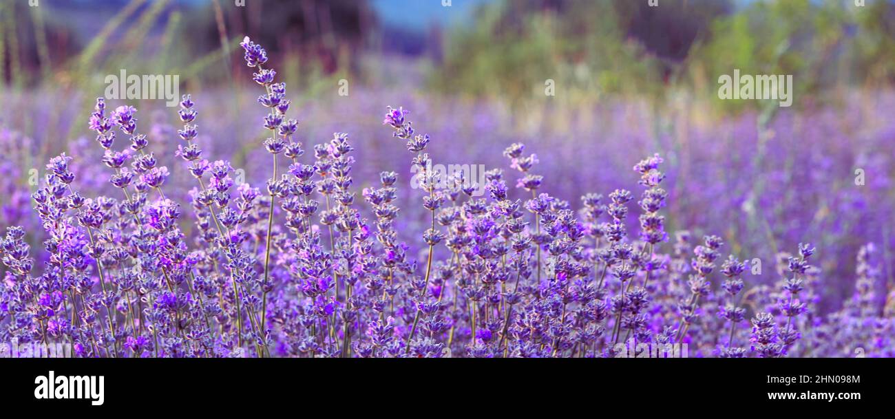 Violet purple lavender field close uppanoramic banner. Flowers in ...