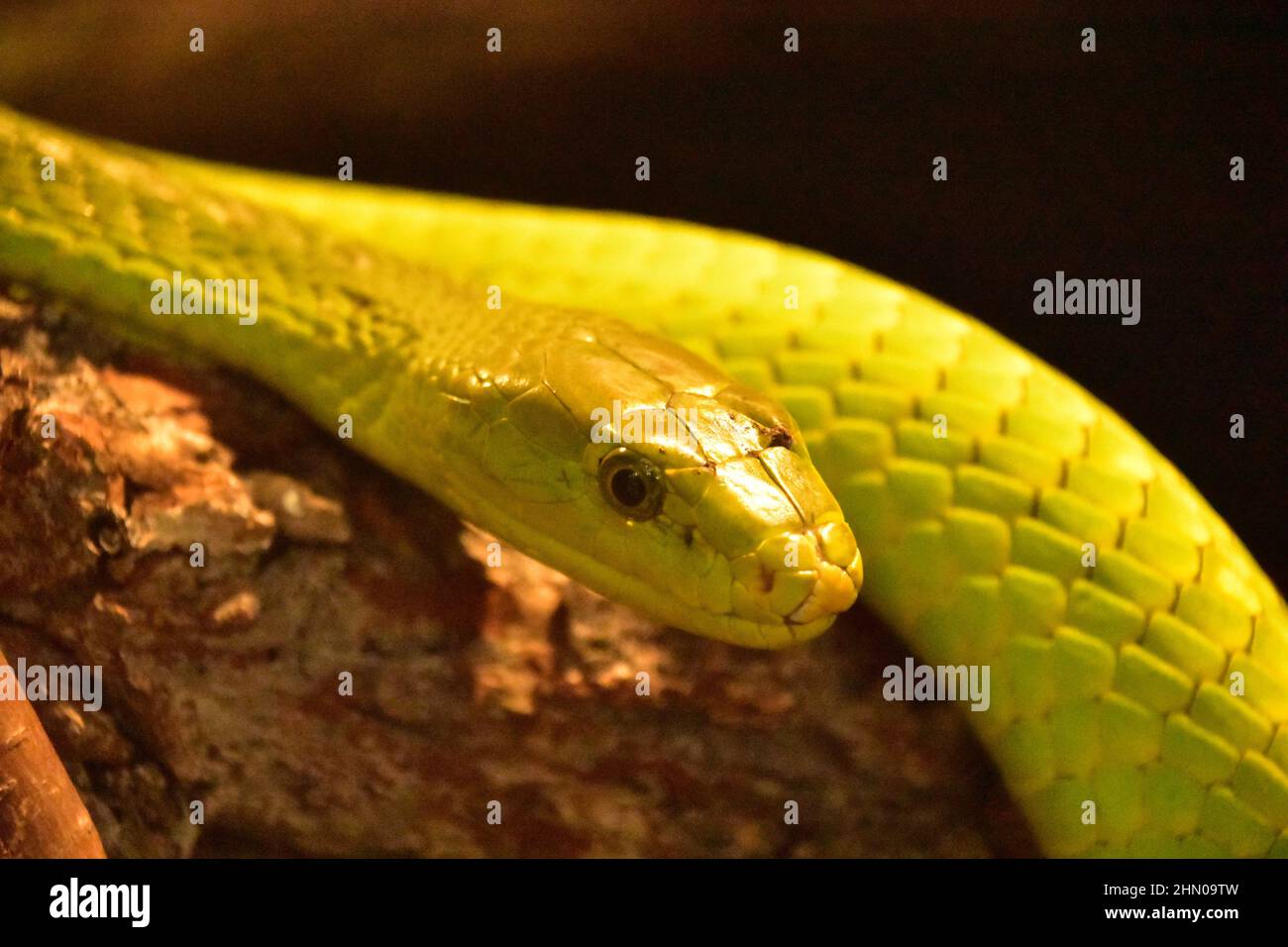 Brilliant green mamba snake hanging on a tree branch Stock Photo - Alamy