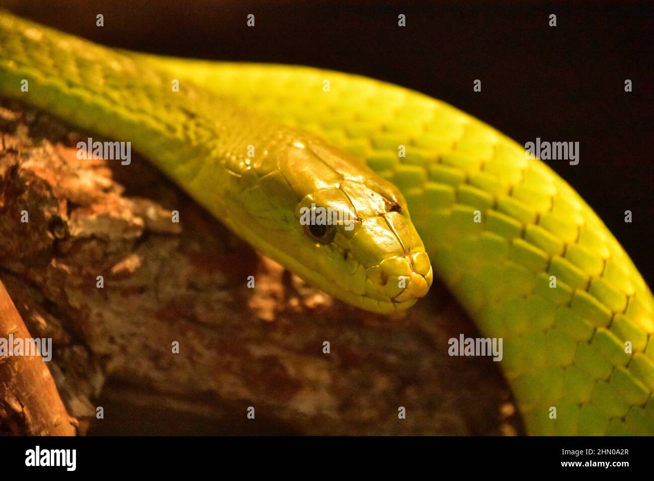 Up close with a deadly green mamba snake on a branch Stock Photo - Alamy