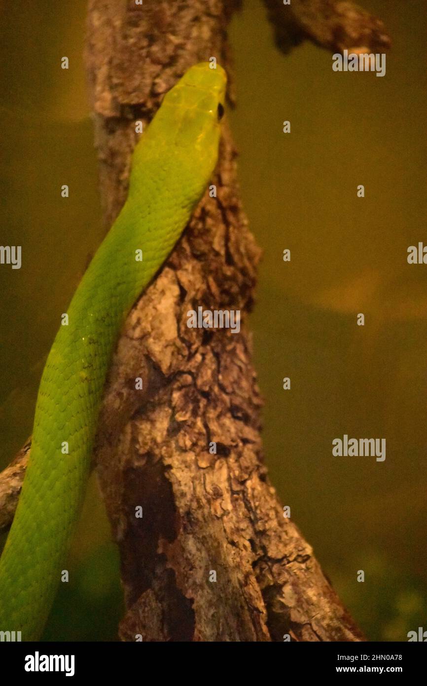 Deadly green mamba snake sliding up a tree Stock Photo - Alamy