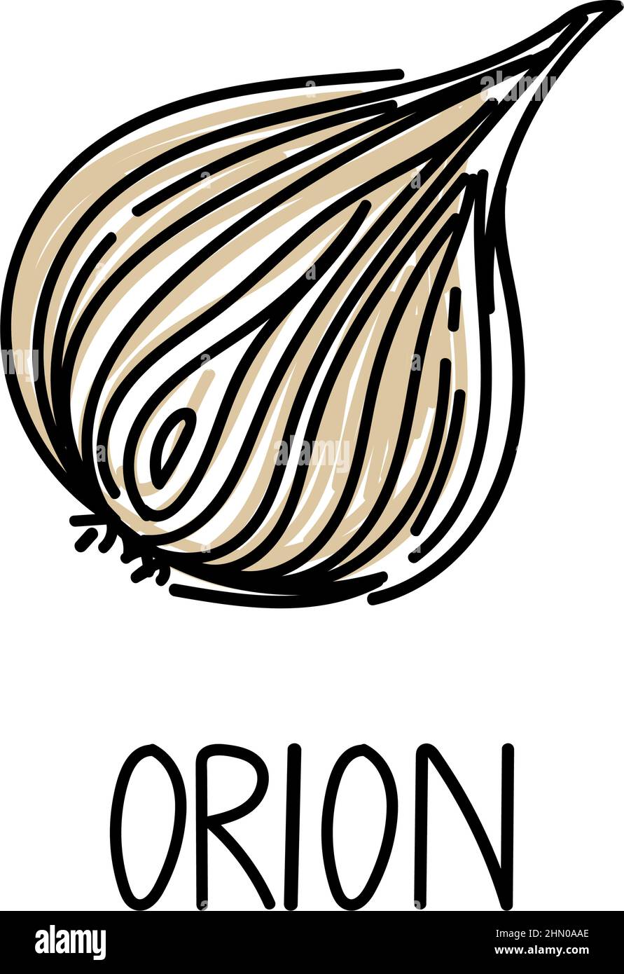 Onion, hand-drawn doodle style element. Logo and emblem packaging ...