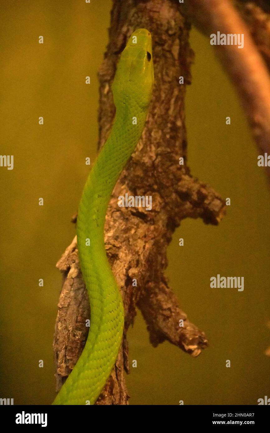 Slithering green mamba snake slithering up a tree Stock Photo - Alamy