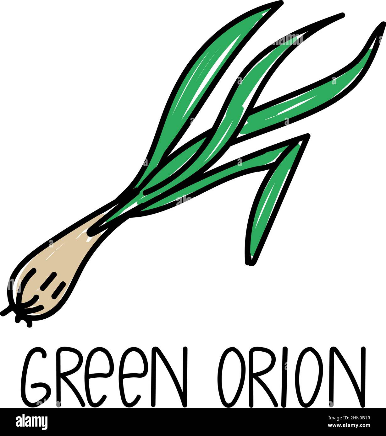 Green Onion Clip Art