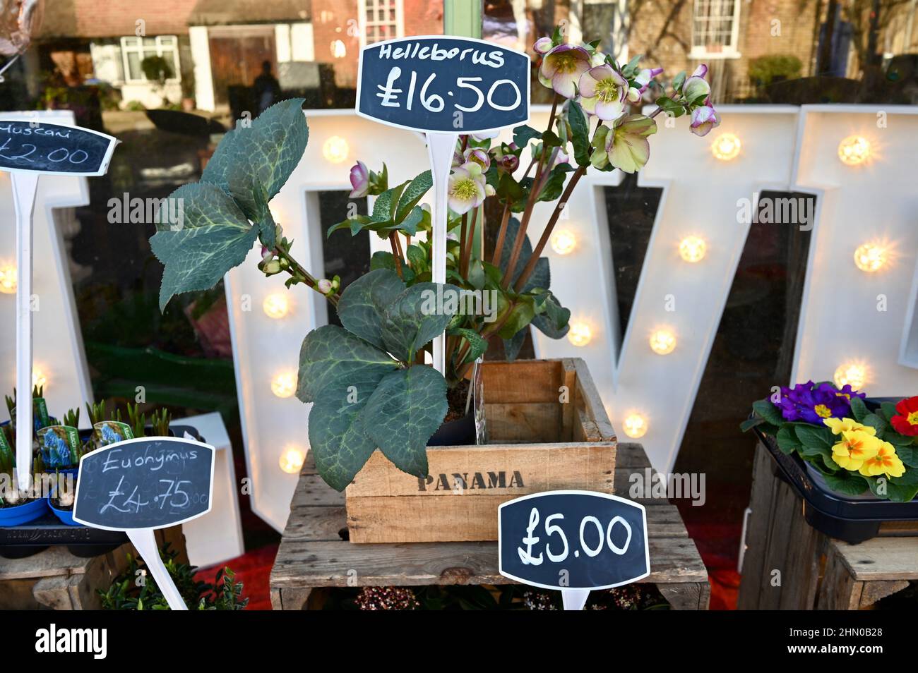 Hellebores, Florist, Bexley Village, Kent. UK Stock Photo - Alamy
